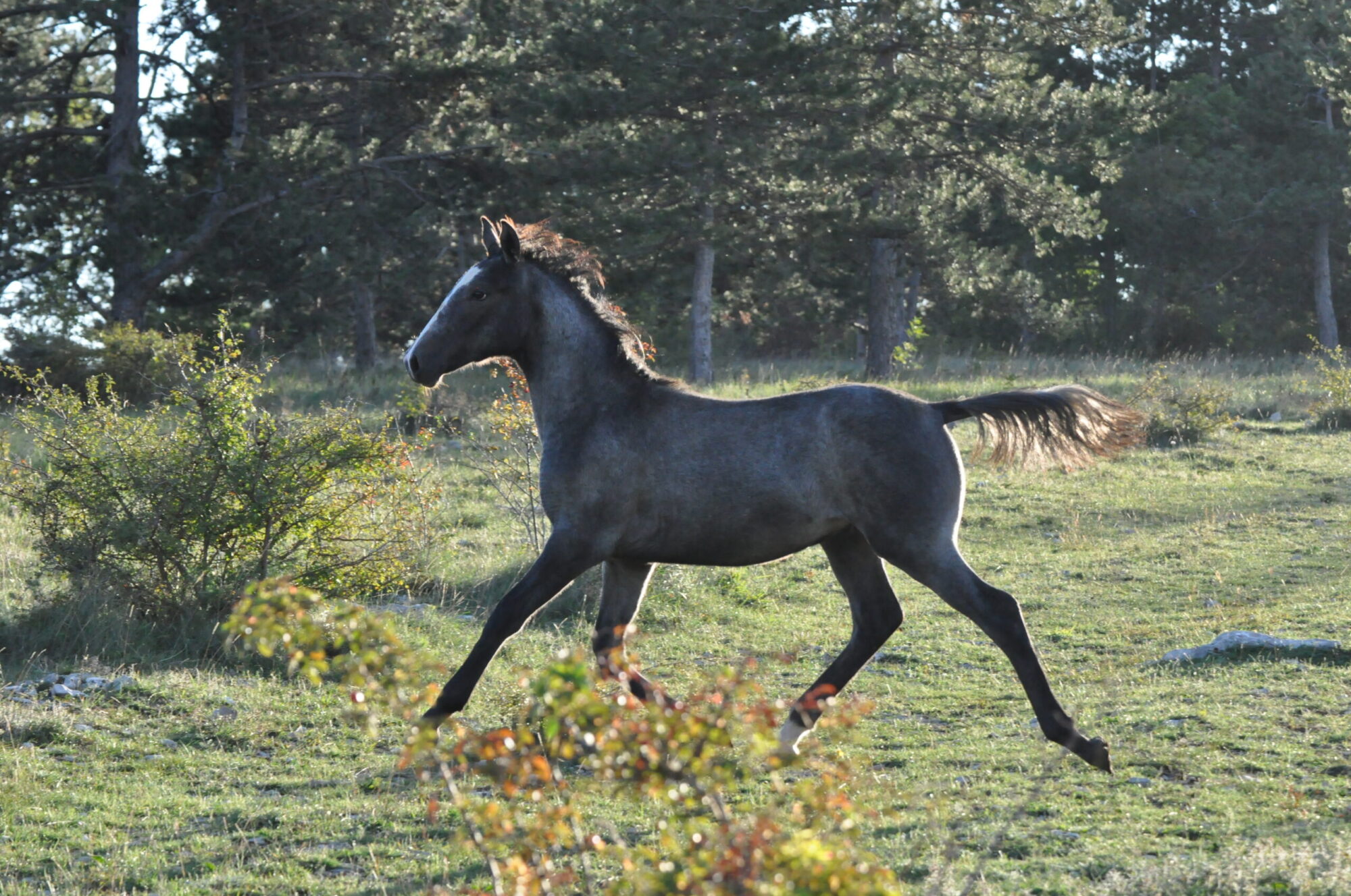 Konji za prodajo - JJ-LIPIZZANS
