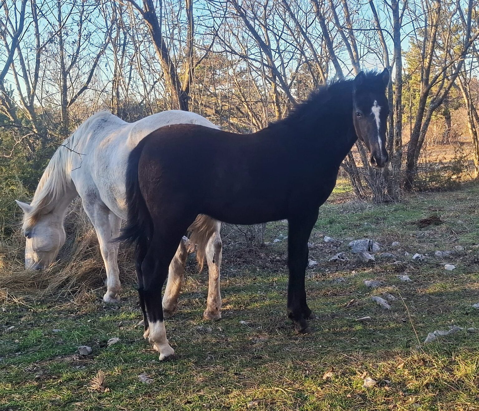 lipizzaner mix - JJ-LIPIZZANS